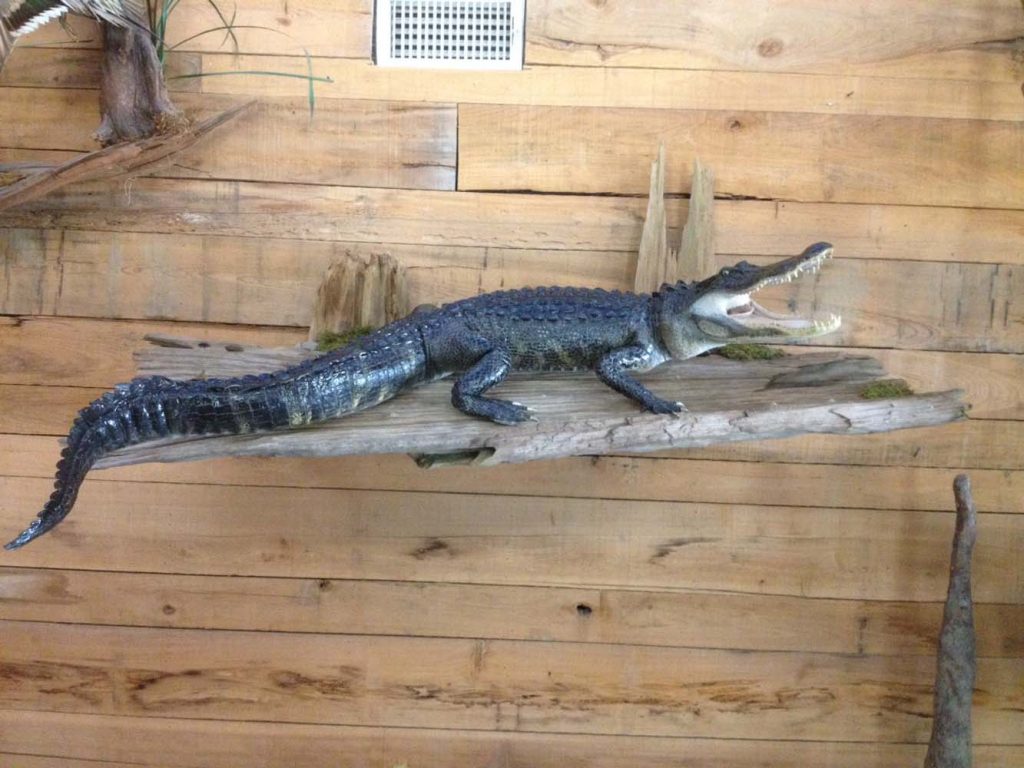 Alligator Taxidermy | American Wildlife Studios Taxidermist