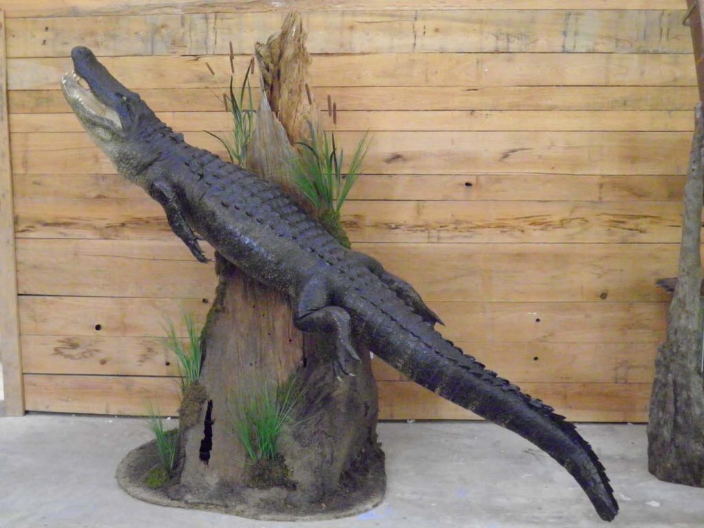 Alligator Taxidermy | American Wildlife Studios Taxidermist