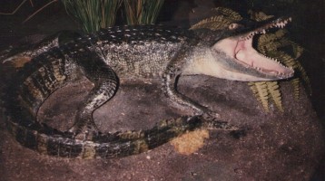 Alligator Taxidermy | American Wildlife Studios Taxidermist