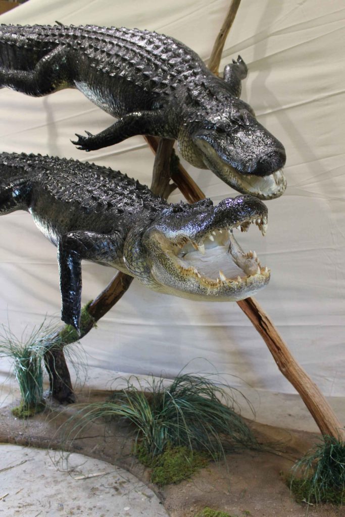 Alligator Taxidermy | American Wildlife Studios Taxidermist