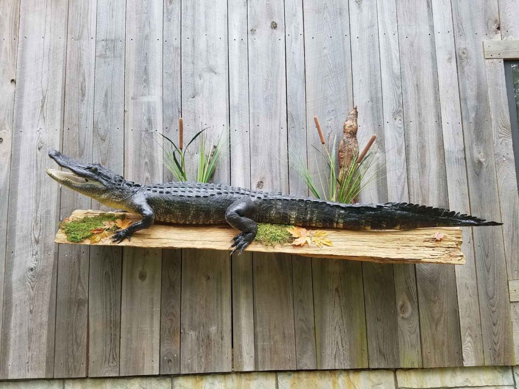 Alligator Taxidermy | American Wildlife Studios Taxidermist