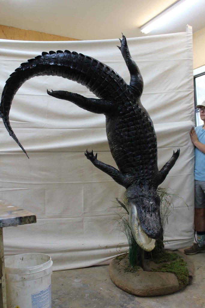 Alligator Taxidermy | American Wildlife Studios Taxidermist