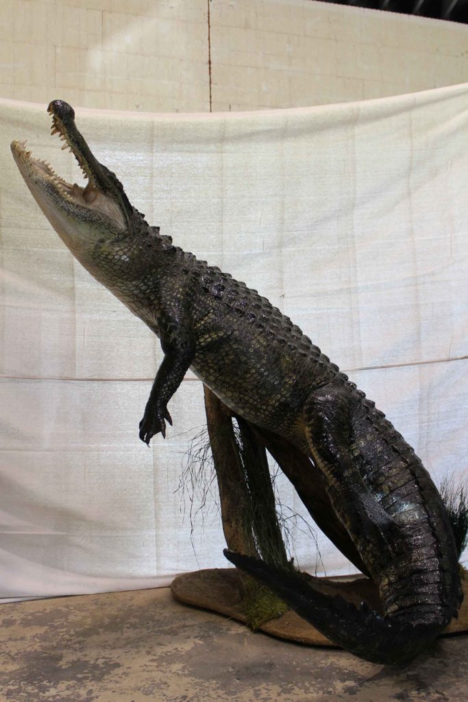 Alligator Taxidermy | American Wildlife Studios Taxidermist